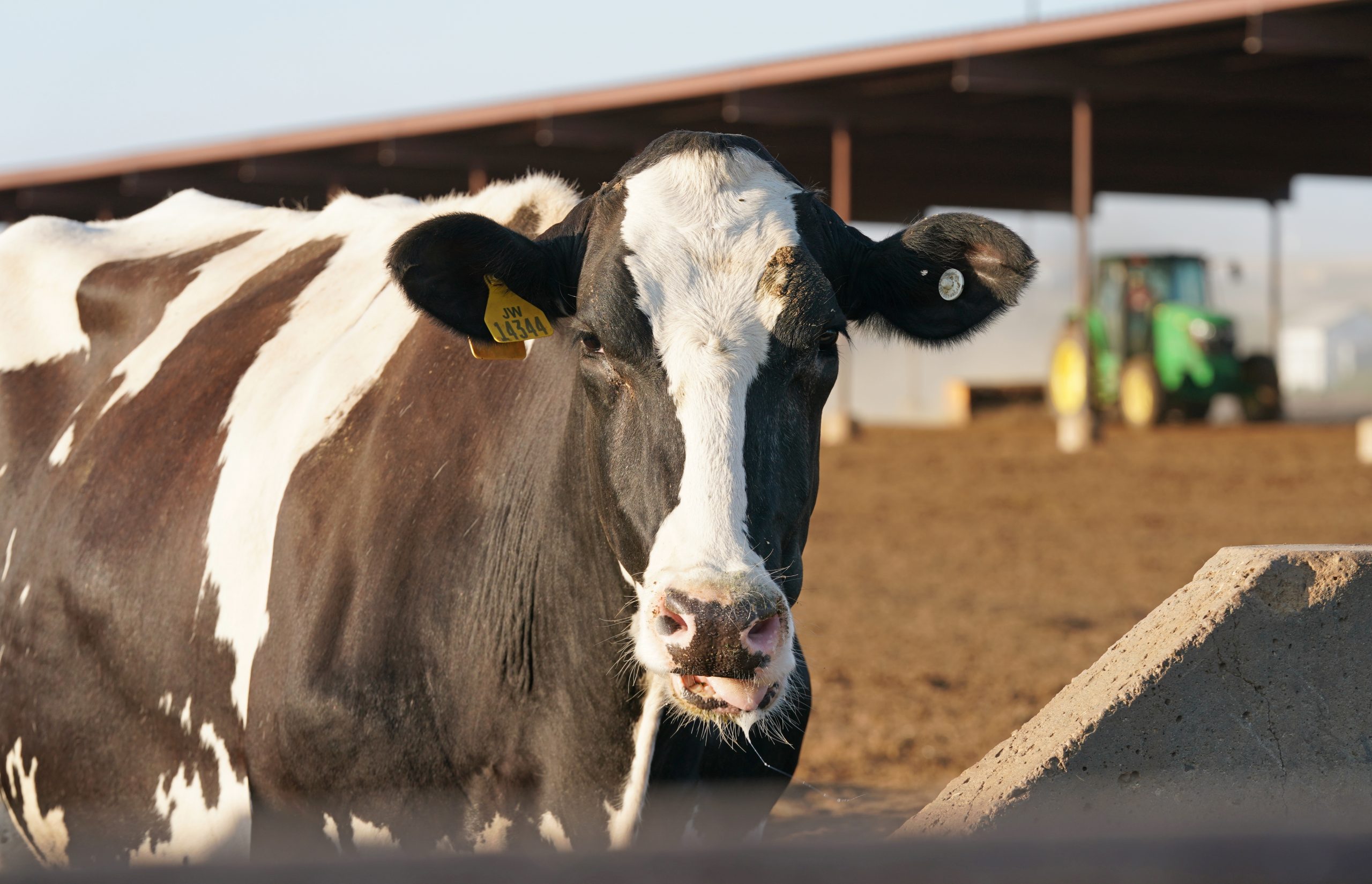 NLIS & Visual Management Livestock Ear Tags | Tags Direct