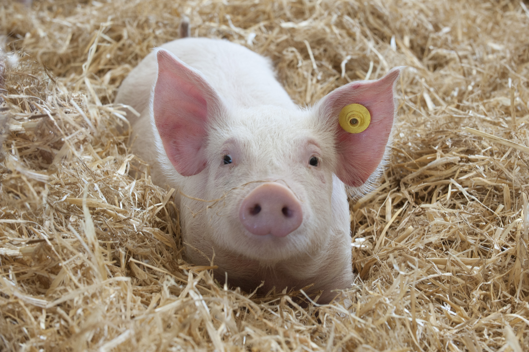 NLIS & Visual Management Livestock Ear Tags | Tags Direct