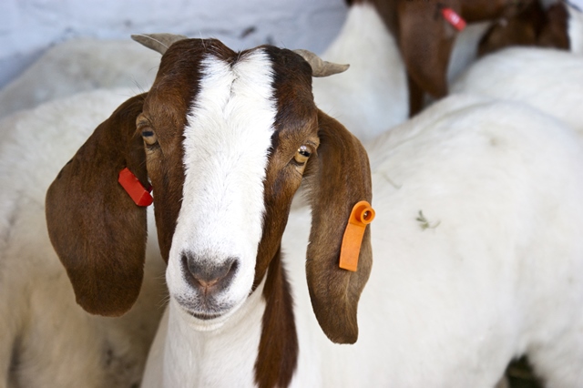 NLIS & Visual Management Livestock Ear Tags | Tags Direct
