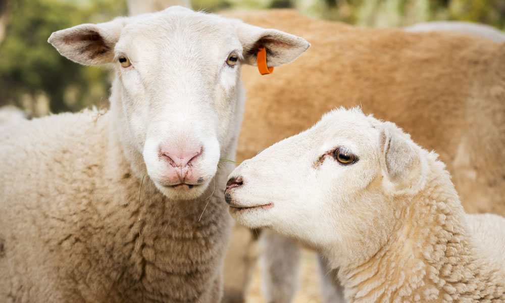 NLIS & Visual Management Livestock Ear Tags | Tags Direct